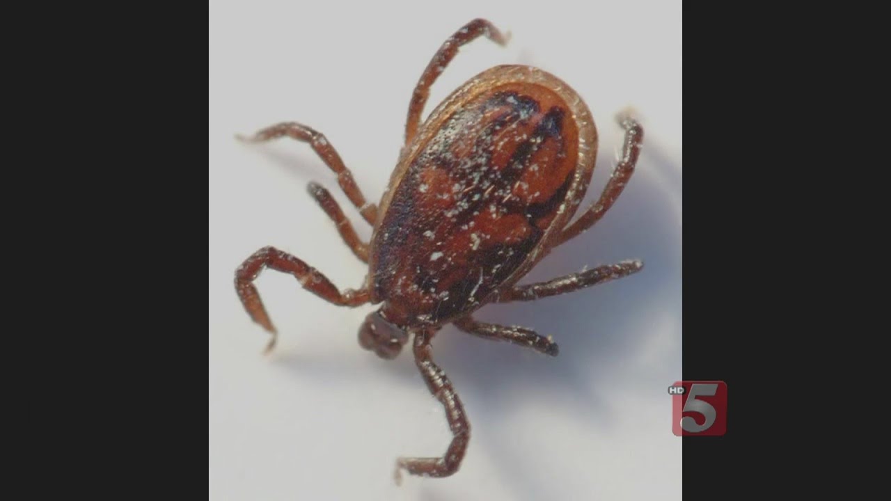 Tick-Borne Illnesses On The Rise In Tennessee - YouTube