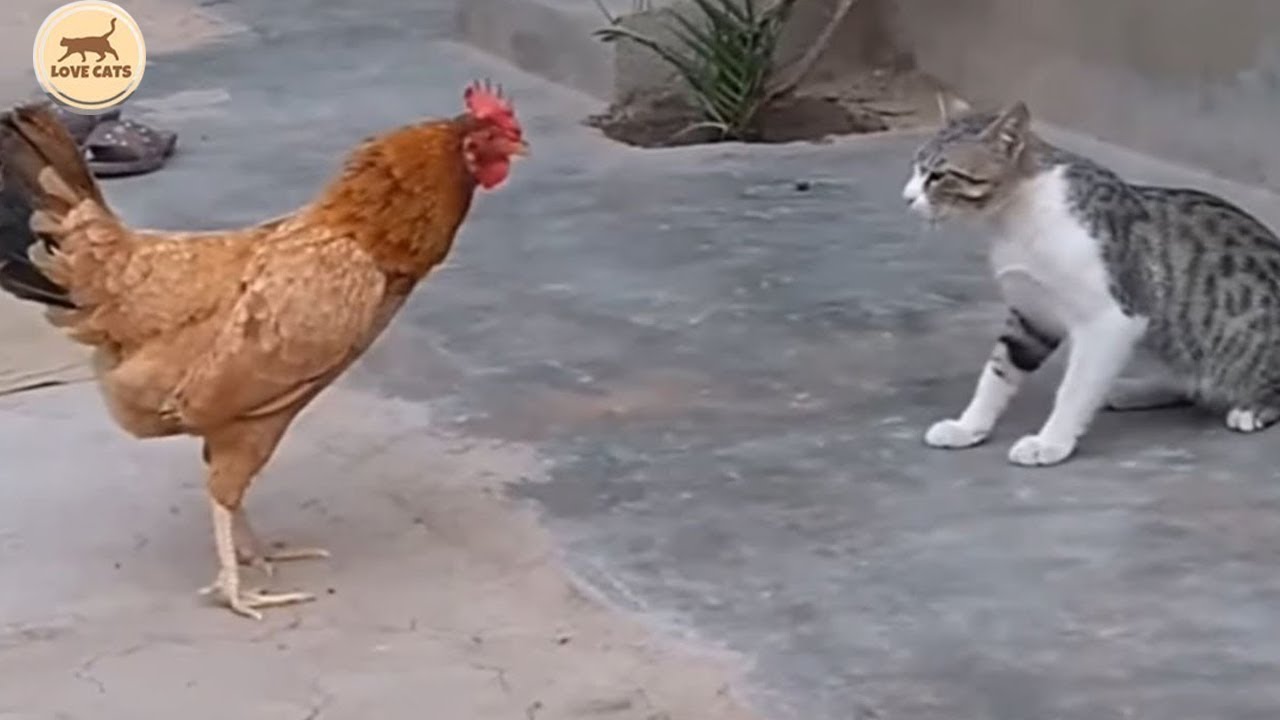 Unbelievable moments between cat and chicken! | Love cats - YouTube