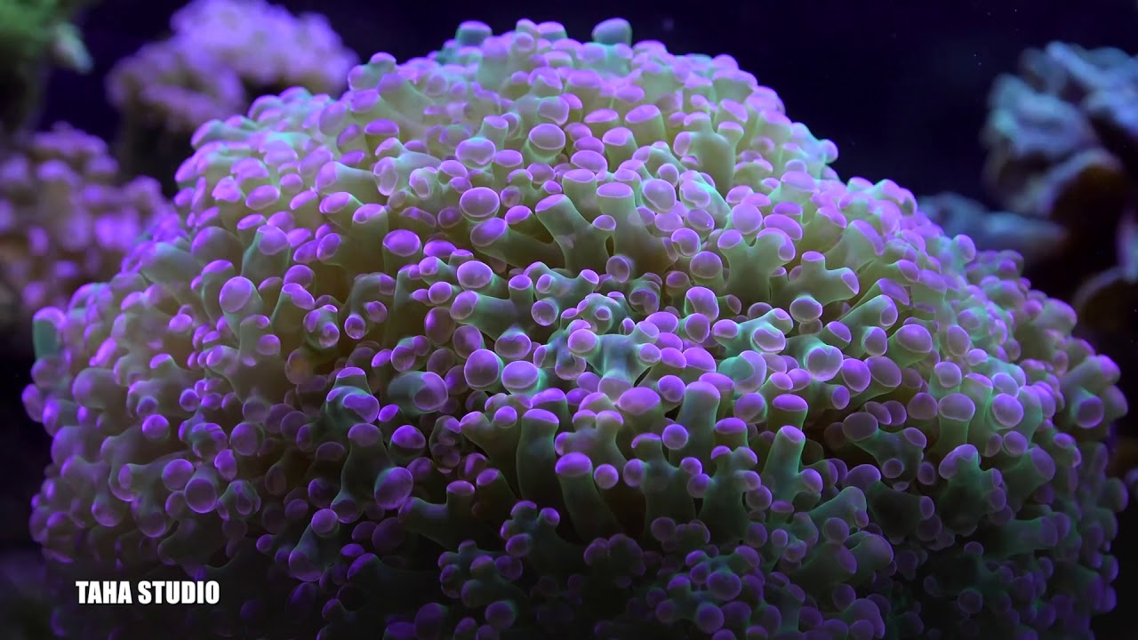 Best Hamd of the world | Naat - YouTube