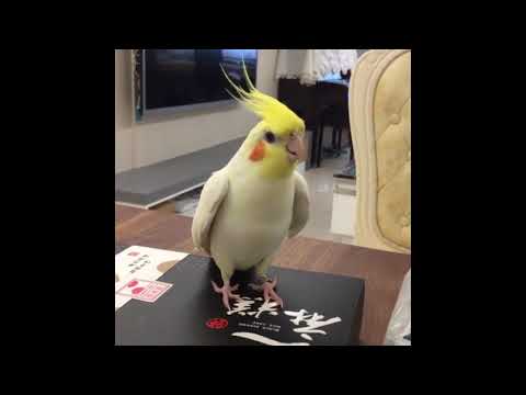 Cennet papağanı kolbastı  oynuyor