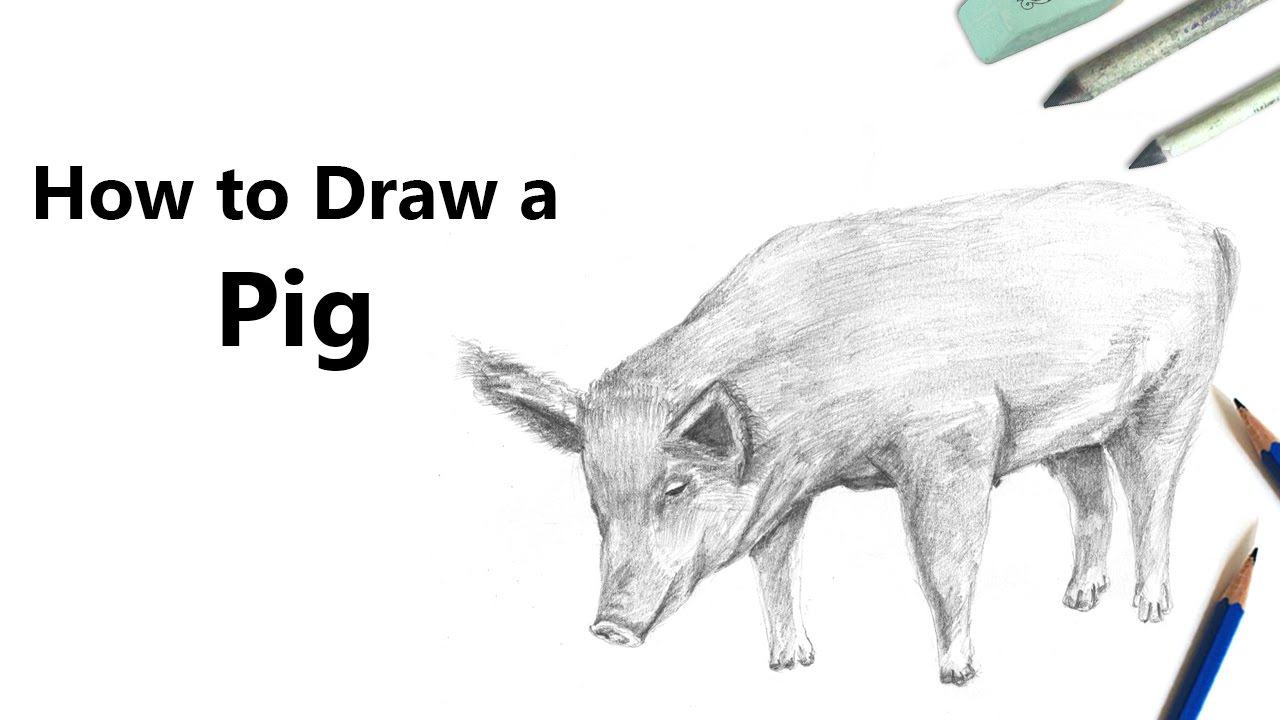 How to Draw a Pig with Pencils [Time Lapse] - YouTube