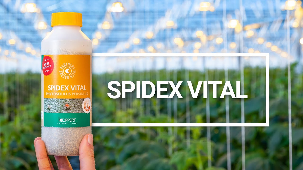 Spidex Vital: Your Vital partner in spider mite control | Phytoseiulus ...