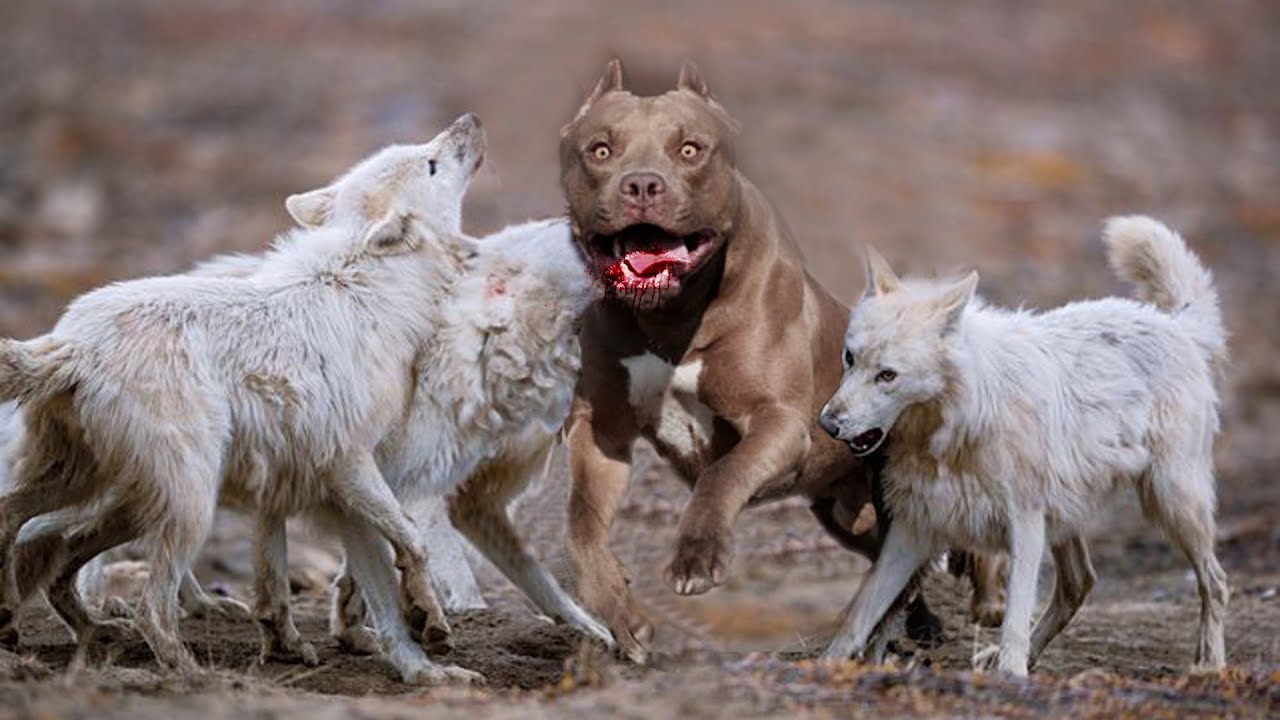 Wolf vs Pitbull - Pitbull vs Wolf - Blonde Lion - YouTube