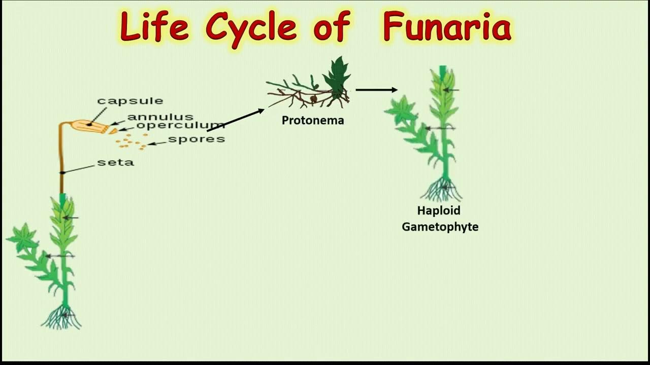 life cycle of funaria - YouTube