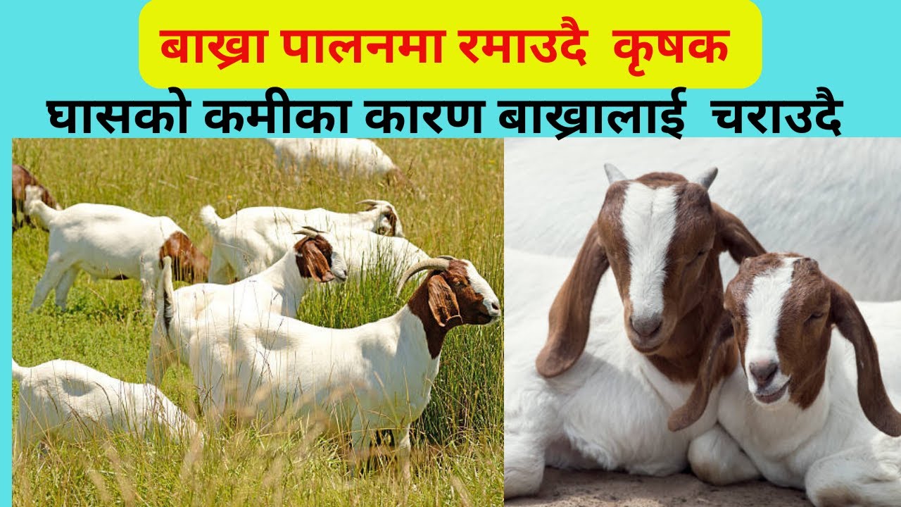 Feed manage for goat farming in Nepal. घासको कमीका कारण बाख्रालाई ...