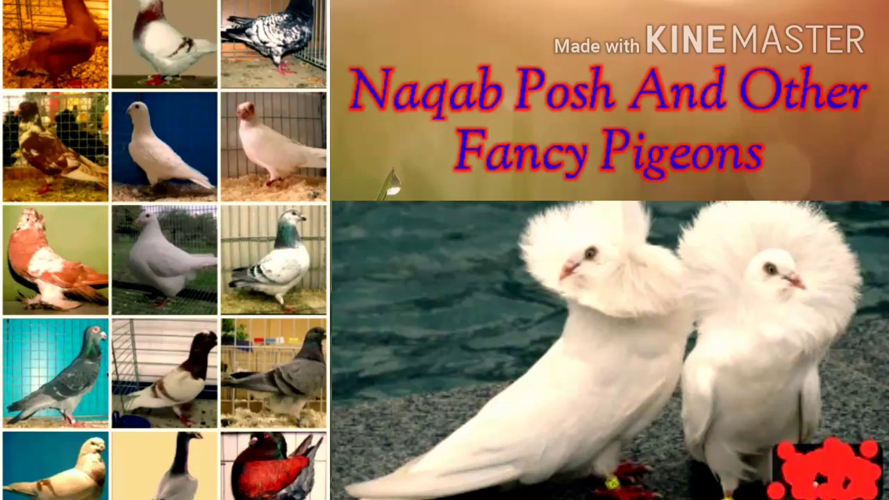 Naqab Posh pigeons and Others - YouTube