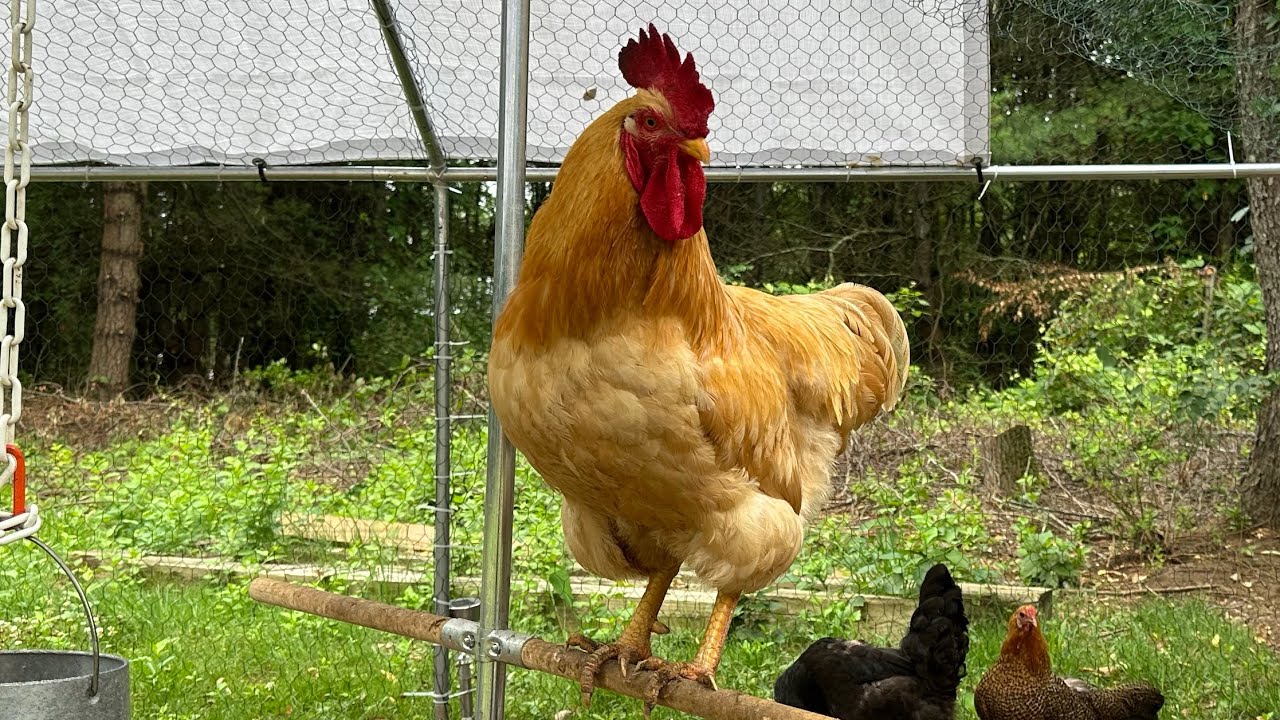 Our rooster recovering from Wry neck! - YouTube