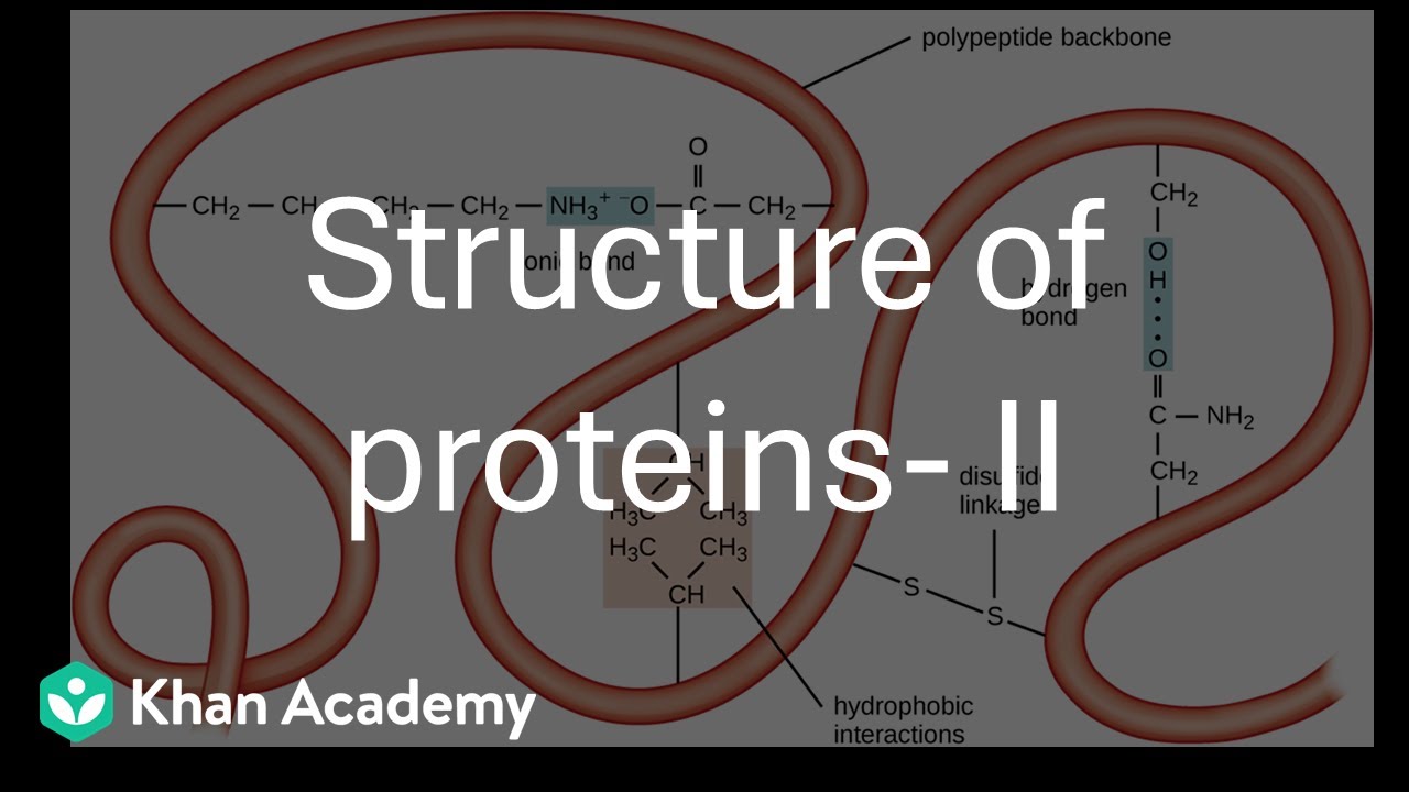 Structure of proteins - Part 2 | Biomolecules | Grade 11 | Biology ...