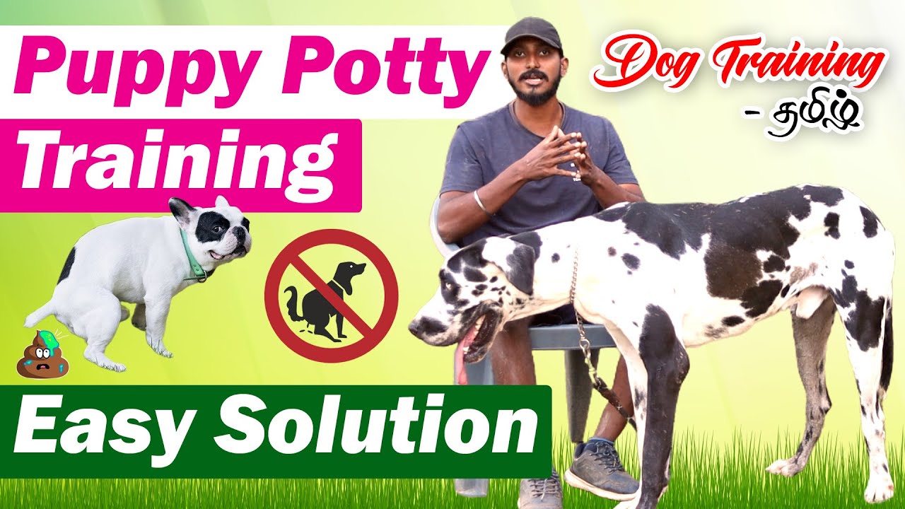 Puppy Potty Training | How to Potty Train your Puppy EASILY | puppy ...