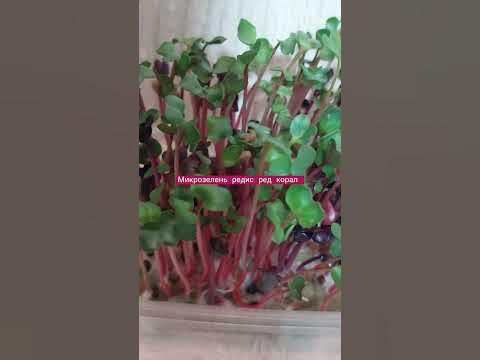 Микрозелень редис ред корал - YouTube