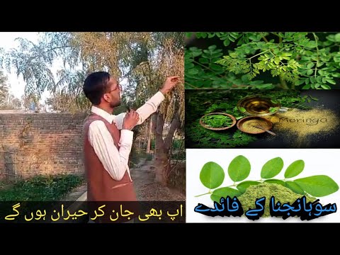 What are the benefits of suhanjna || Sohanjna ka kia fidaa han ...