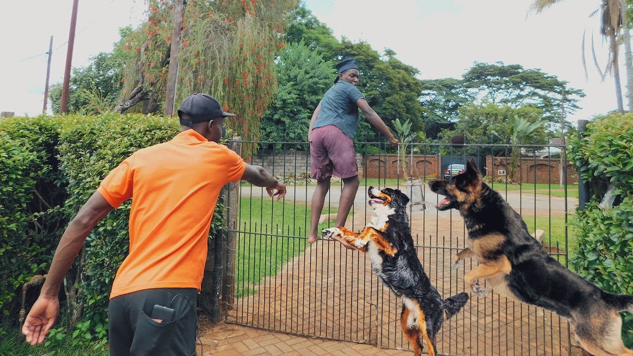 KO IMBWA DZAKO? ZIM COMEDY - YouTube