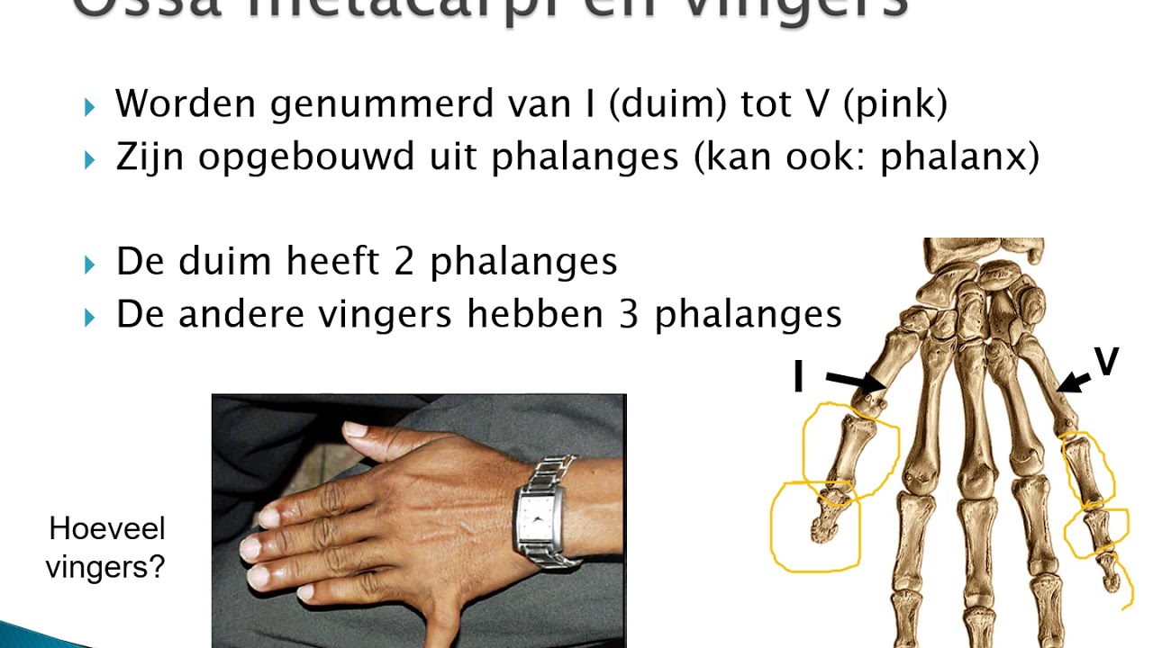 4 4 Polsgewricht en hand - YouTube