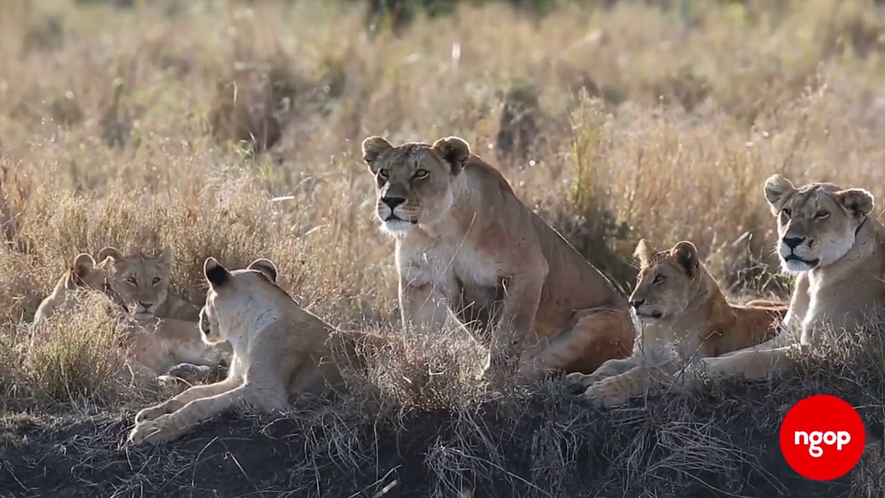 Kafshët e pillit - Luanët | NGOP.TV - YouTube