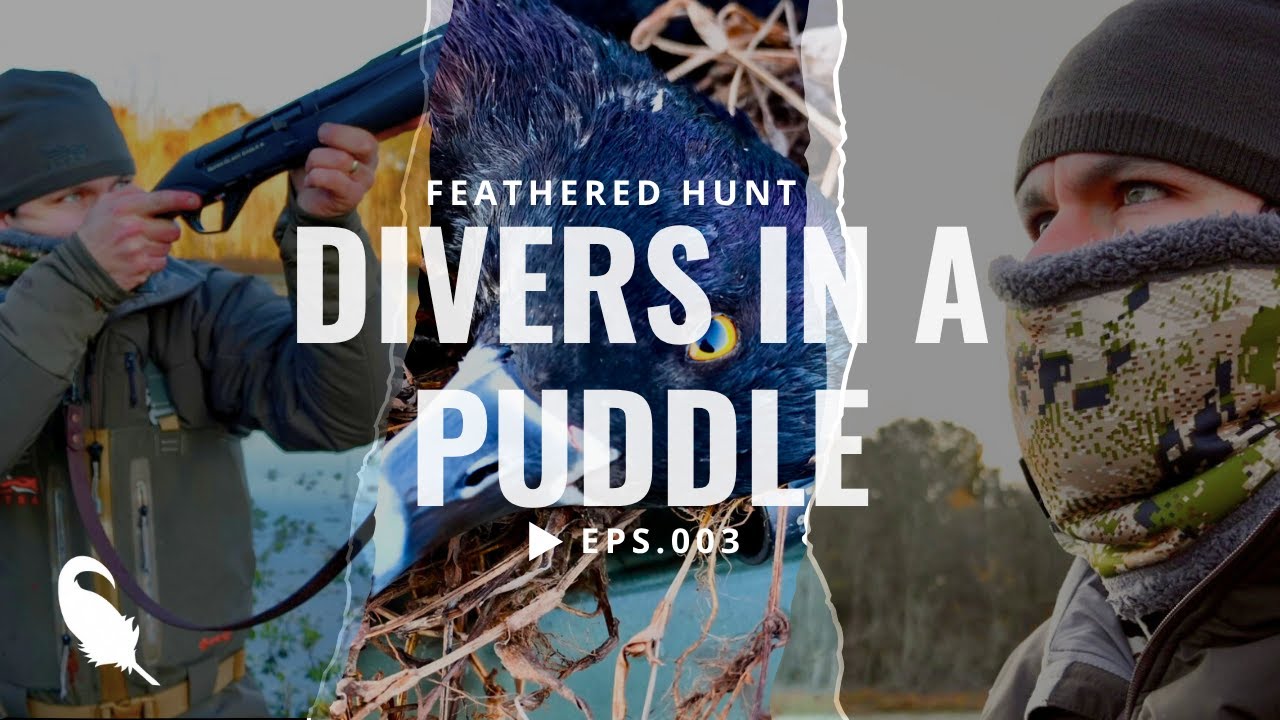 DIVERS in a PUDDLE? | SOLO NC Duck Hunt! - YouTube