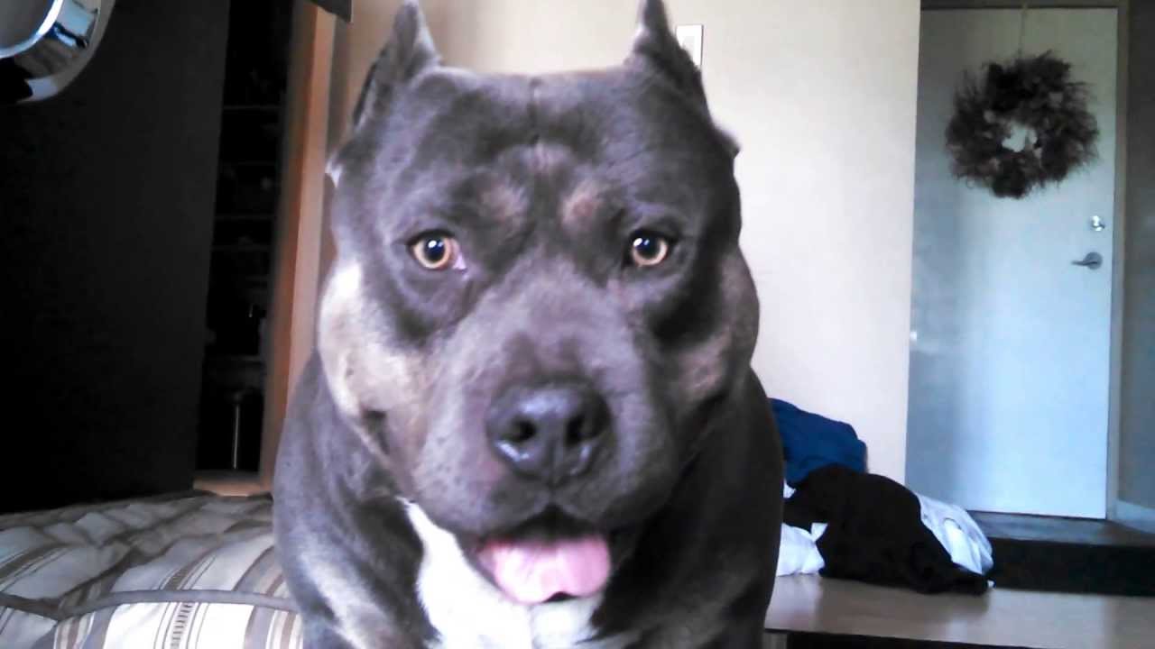 Dog Says Yes