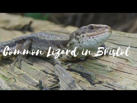 Common Lizards in Britain - Short Documentary (Zootoca Vivipara) - YouTube