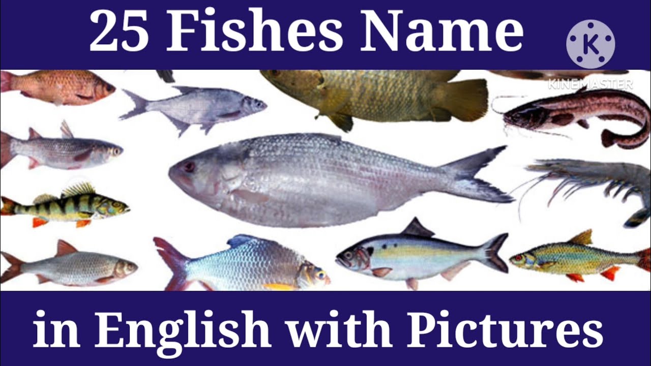 Fishes Name/25 Fishes Name in English/Fishes Name in English/#fishname ...