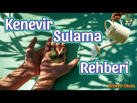 Kenevir Sulama Rehberi: Dikkat Edilmesi ve Kaçınılması Gerekenler - Eğitici video! Kaçırmayın!