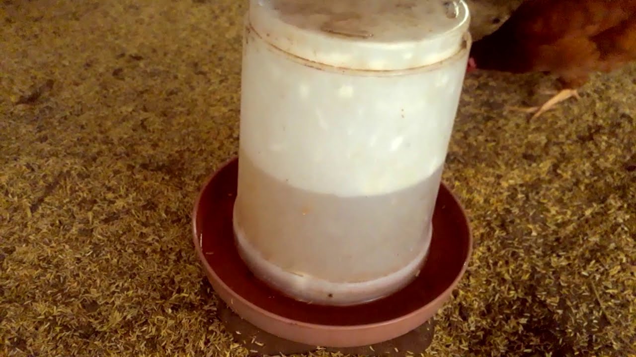 brown eggs Poultry Farm | Poultry Farm in village | Toor Farm - YouTube