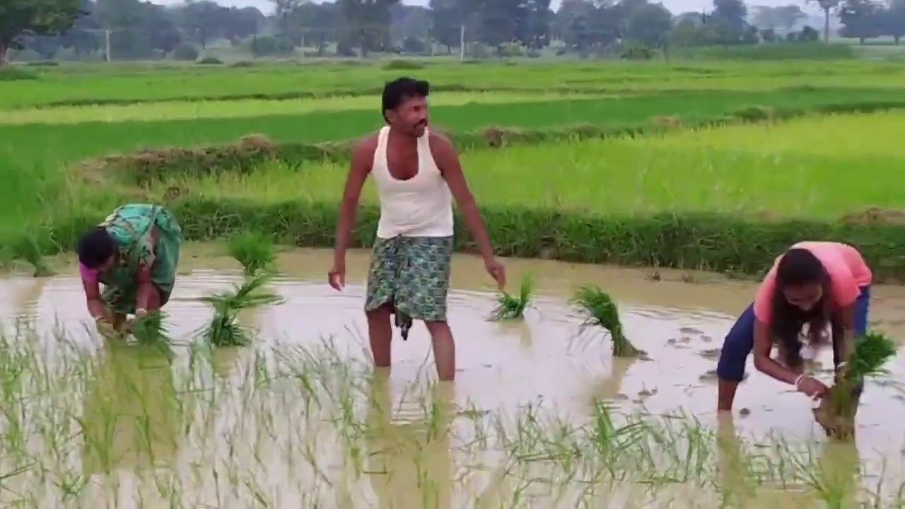 Dhan chash kora niom - YouTube