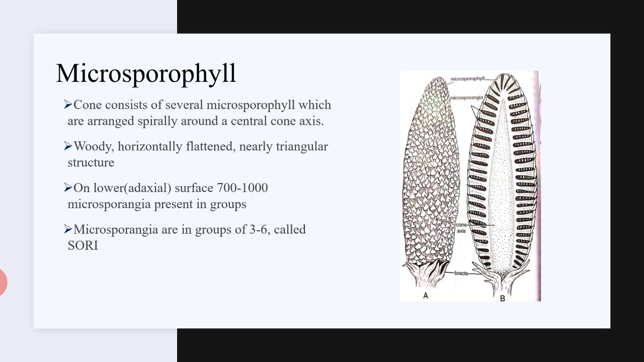 Cycas- Reproduction Male Cone (B.Sc. Part-II) - YouTube