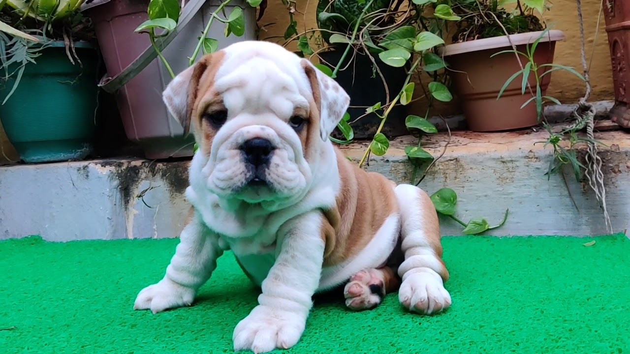 ENGLISH/British Bulldog Puppies India-8496964171 - YouTube