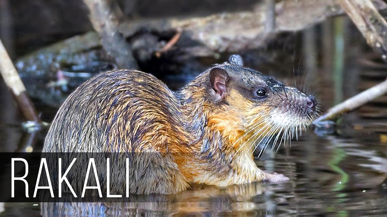 RAKALI is a Killer of Poisonous Toads, a bloodthirsty water rat from ...