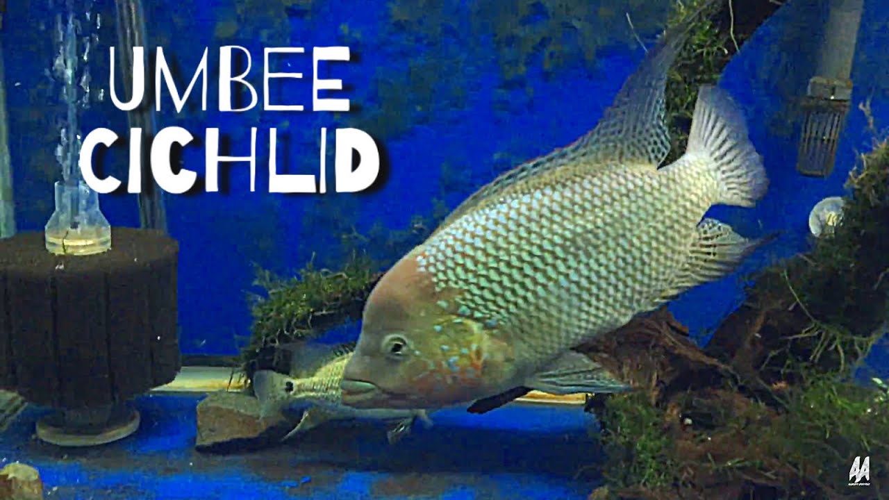 Umbee Cichlid