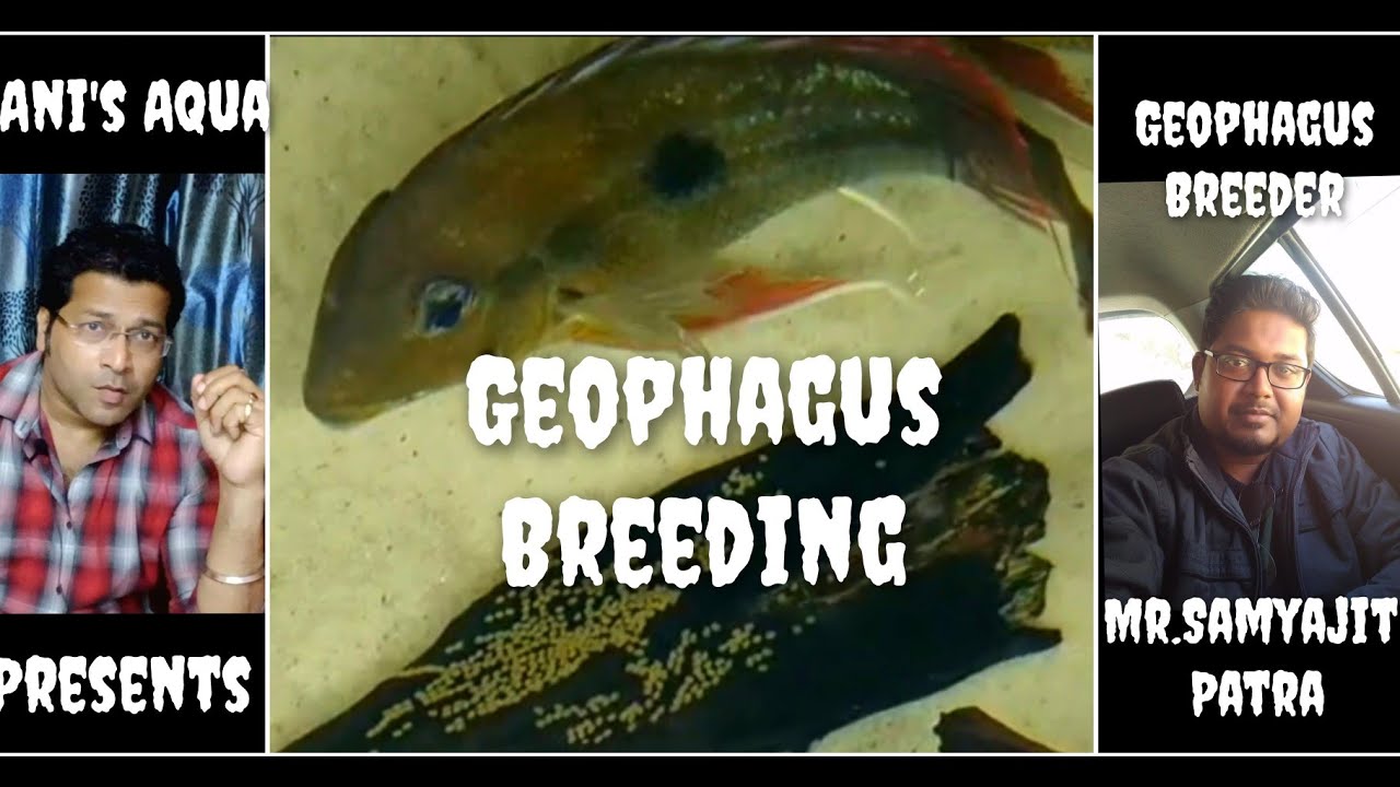 Geophagus Breeding with Geophagus Breeder& Specialist Mr.Samyajit Patra ...