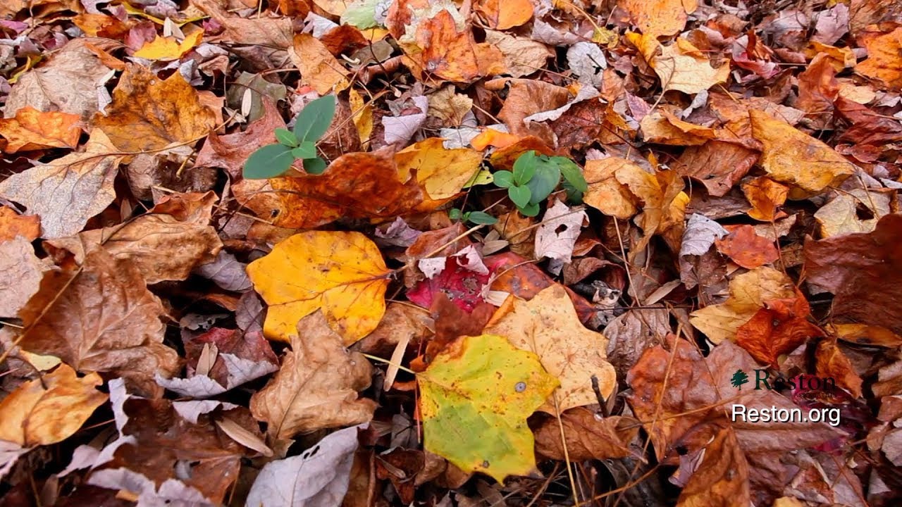 Reston Today - Leaf Debris - YouTube