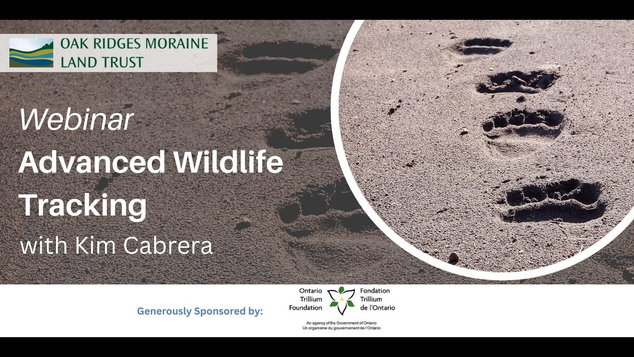 Advanced Wildlife Tracking with Kim Cabrera - YouTube