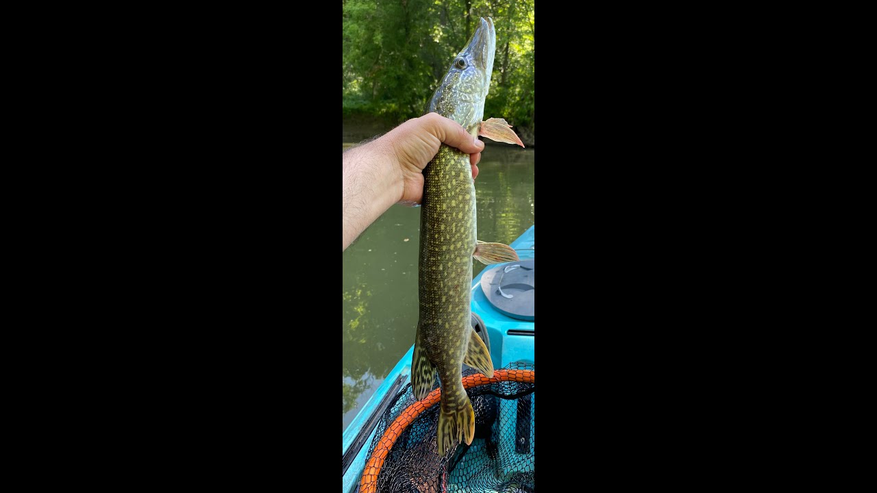 Caught a nice pike and smallmouth on the Great Miami River.. - YouTube