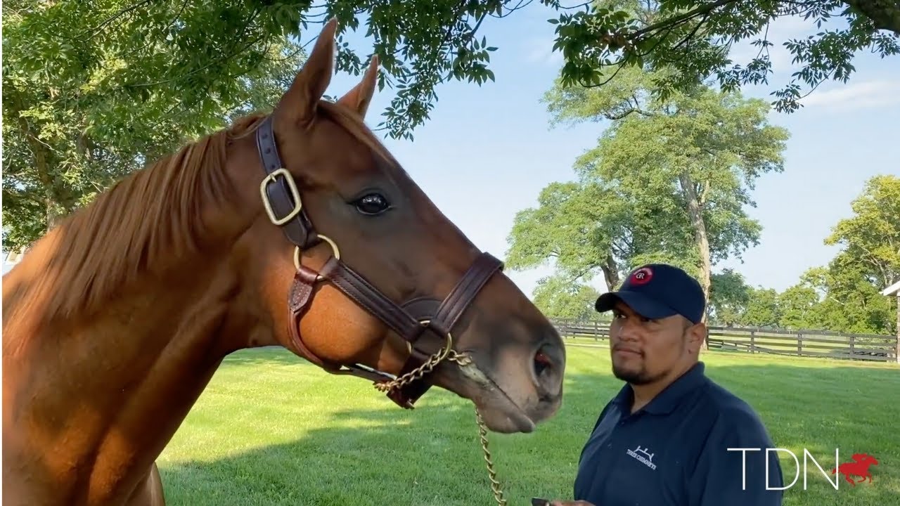 First Crop Gun Runner Yearlings Sweep Into Sales Season - YouTube