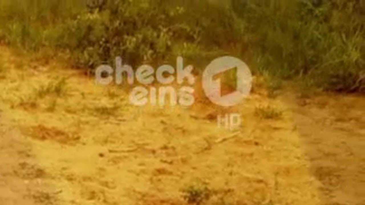 Neues Cornerlogo Check Eins - YouTube