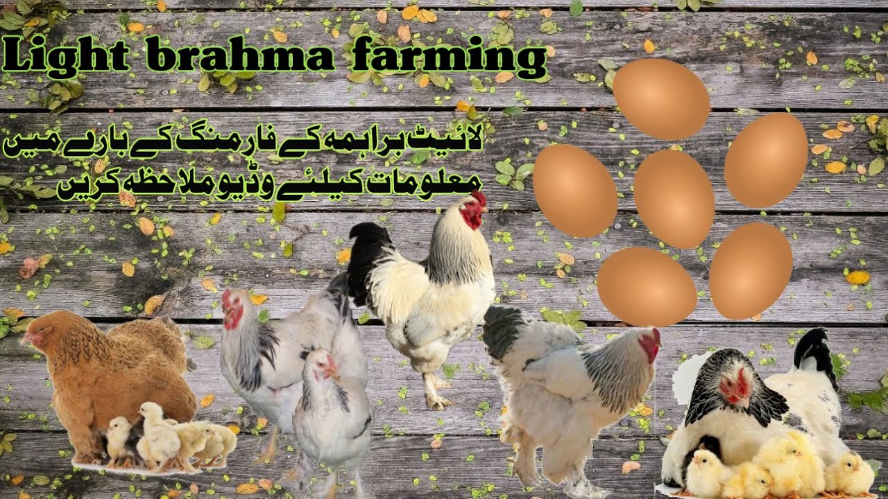 Light brahma farming in pakistan | profitable business | لائیٹ براہمہ ...