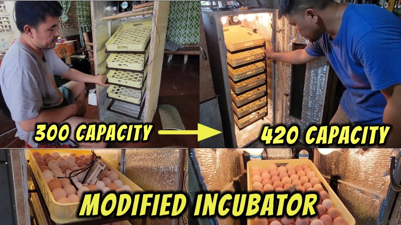 Modified Incubator (From 300 capacity to 420 capacity) - YouTube