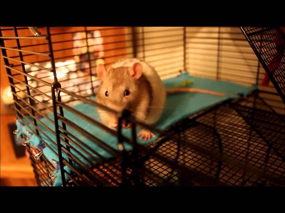 Rat Training- Lesson 5- Spin (edited) - YouTube