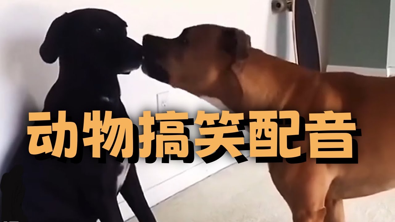 盤點那些動物的神配音#funny #douyin #搞笑 #memes #pets - YouTube