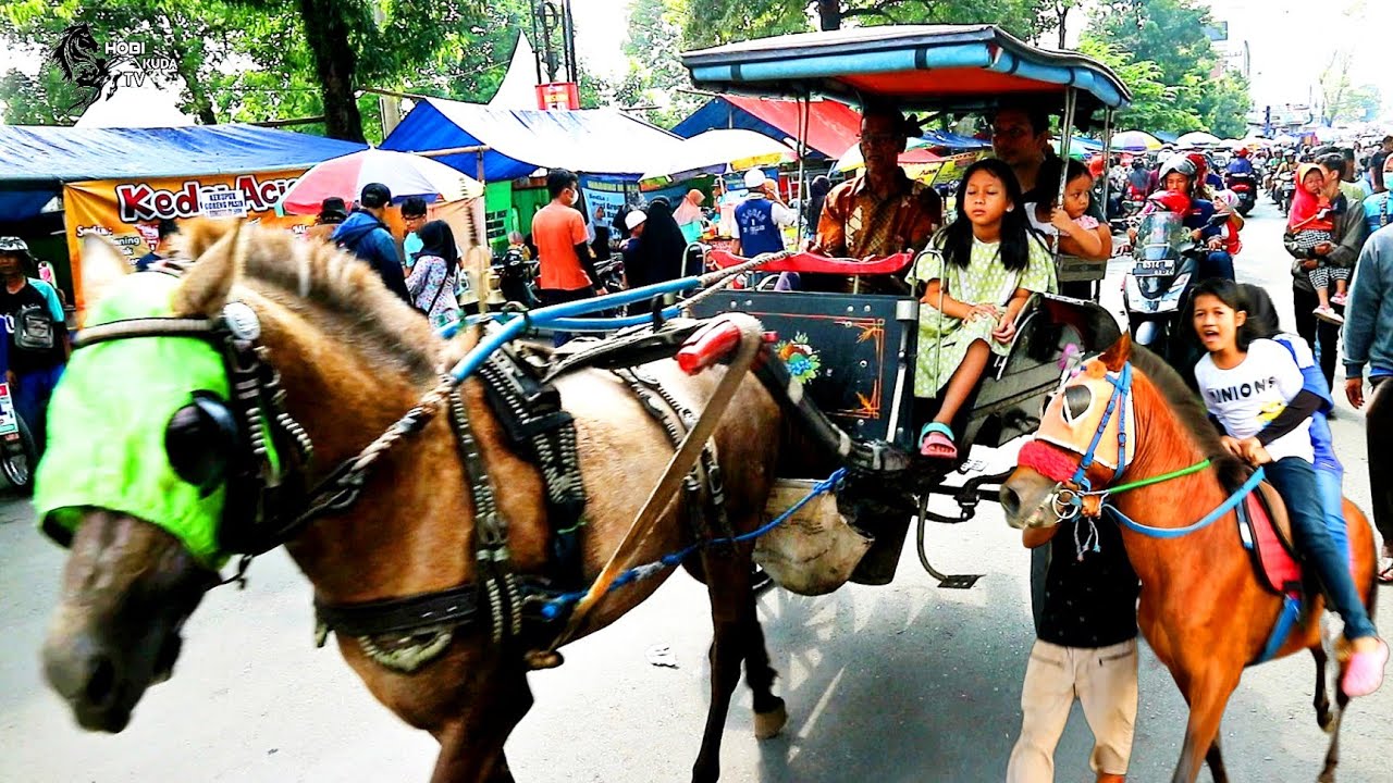 Kuda Naik Kuda Dokar Gor Purwokerto Kuda Delman Kuda Poni Kuda Lari ...