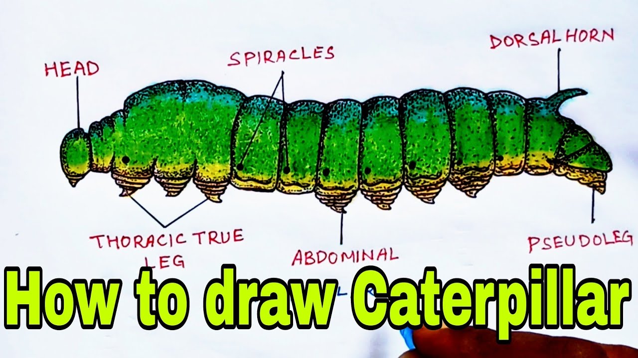 How to draw caterpillar🐛step by step very easy#caterpillar_diagram# ...