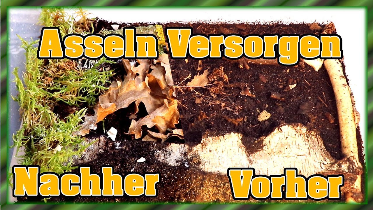 Porcellio laevis | Panda Asseln - Pandas versorgen - YouTube