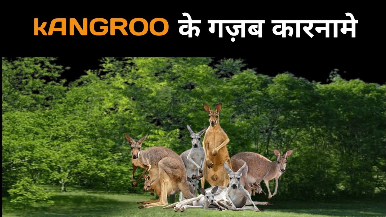 Kangaroo's Most Hilarious Moments - YouTube