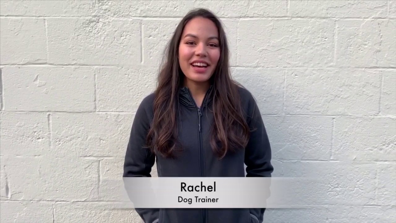 Rachel's Dog Training - Vet Visit Tips - YouTube