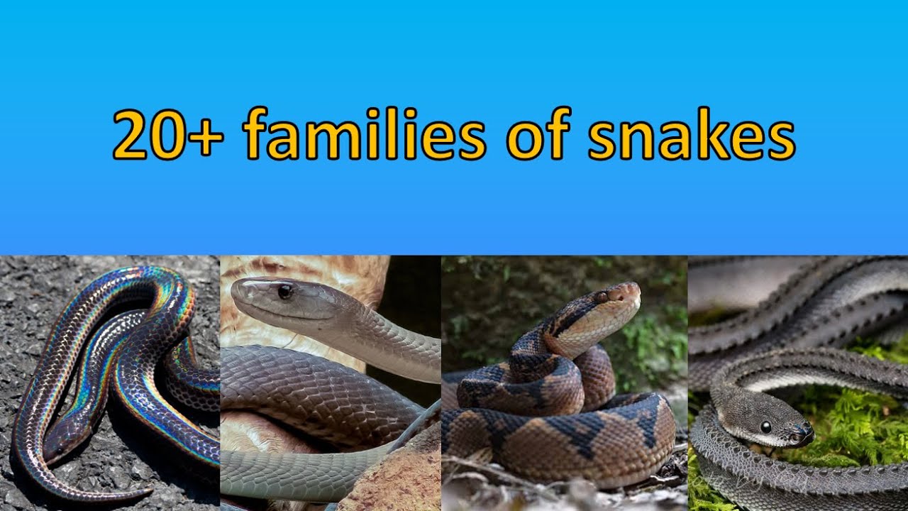 The Over 20 Families of Snakes - YouTube