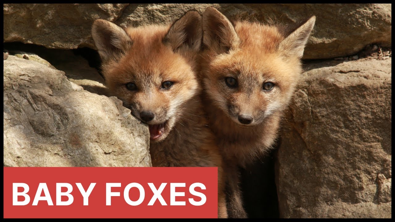 Red Fox Baby Kits and Mom (Adorable Fun!) - YouTube