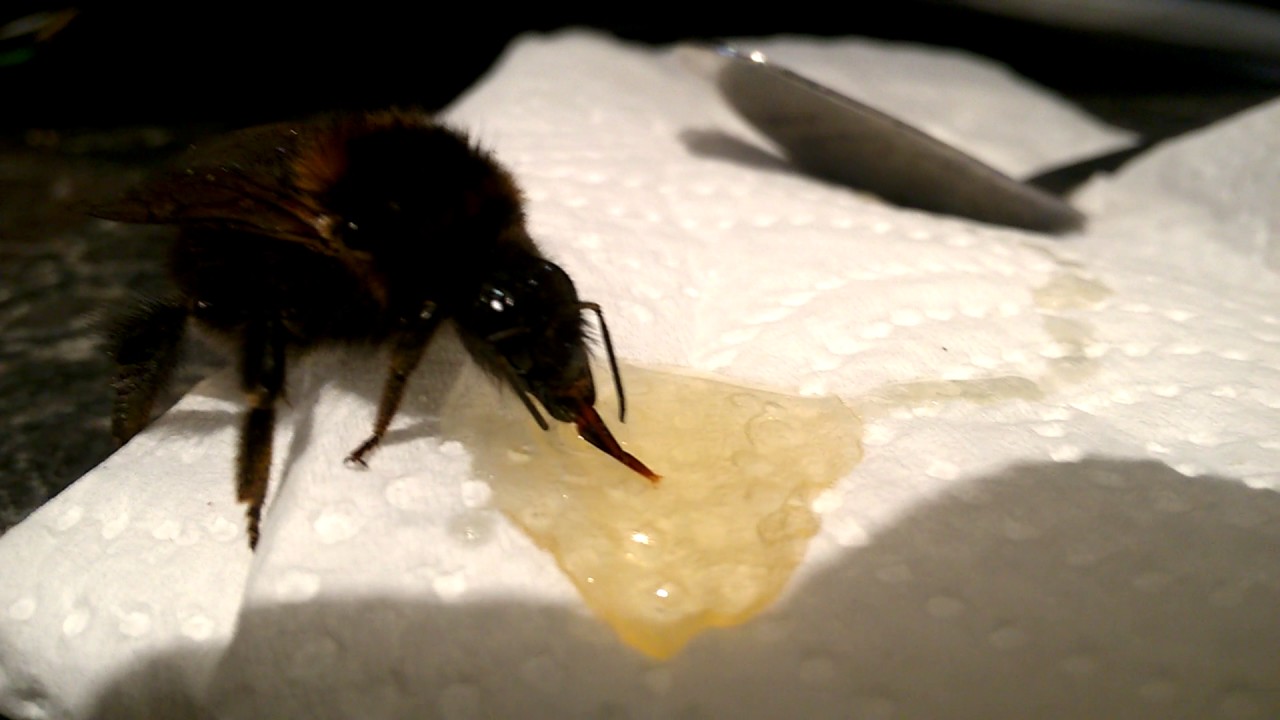 Dehydrated bumble bee - YouTube