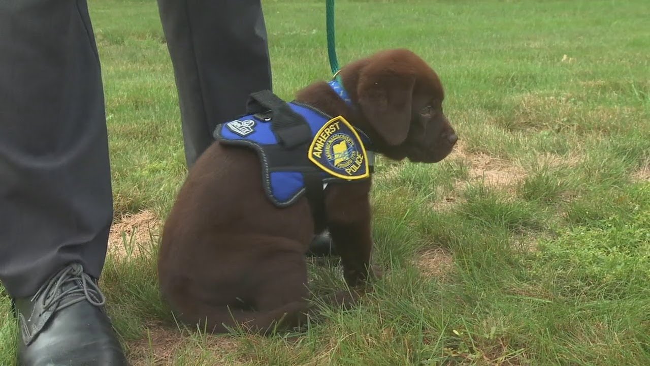 Amherst Police welcome comfort dog Winston to the force - YouTube