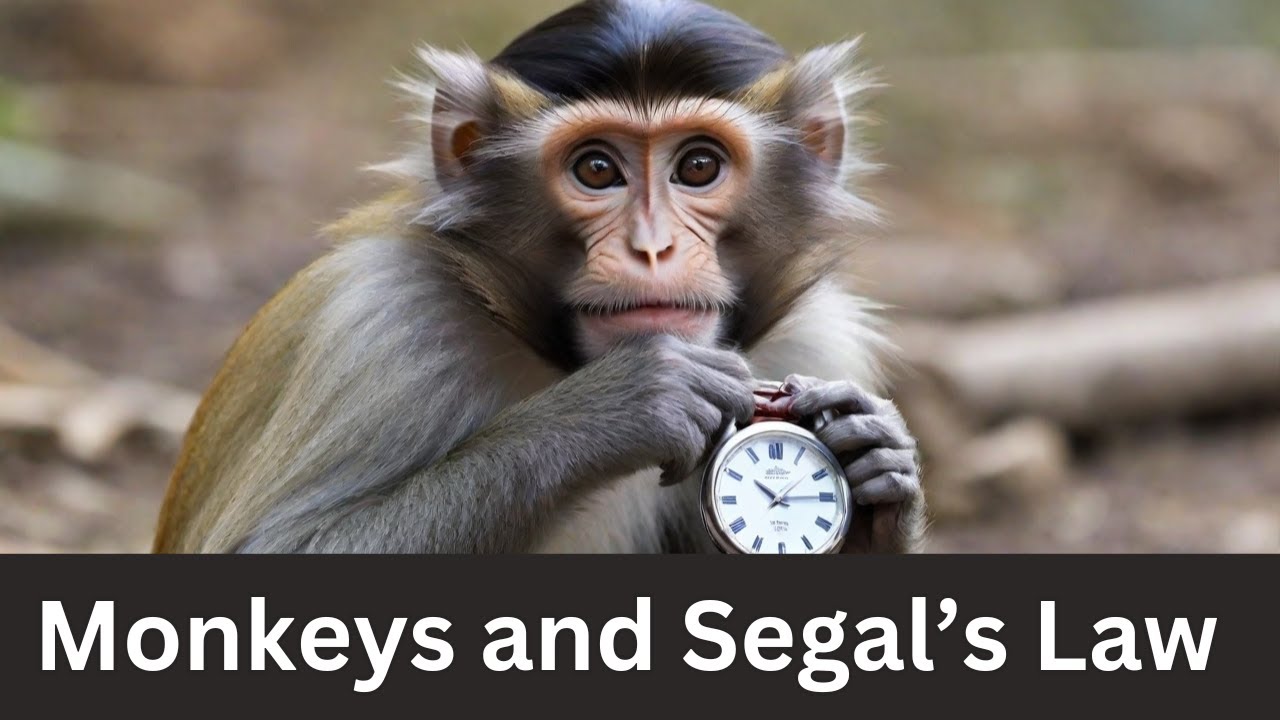 Monkeys and Segal's Law - YouTube