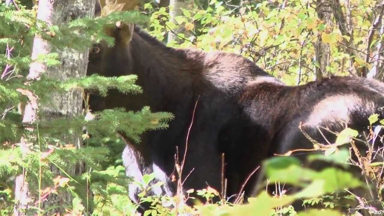 Bowhunting Big Moose in Manitoba - YouTube
